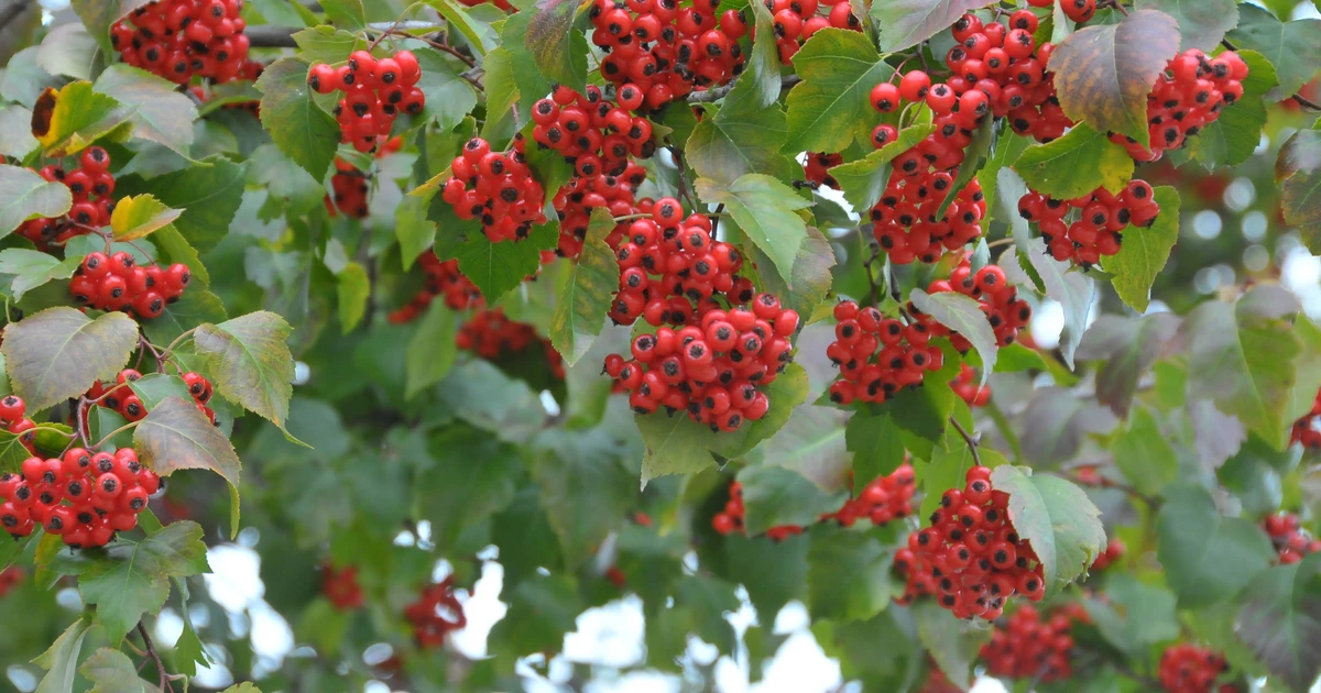 Washington Hawthorn: All You Need To Know About The Tree