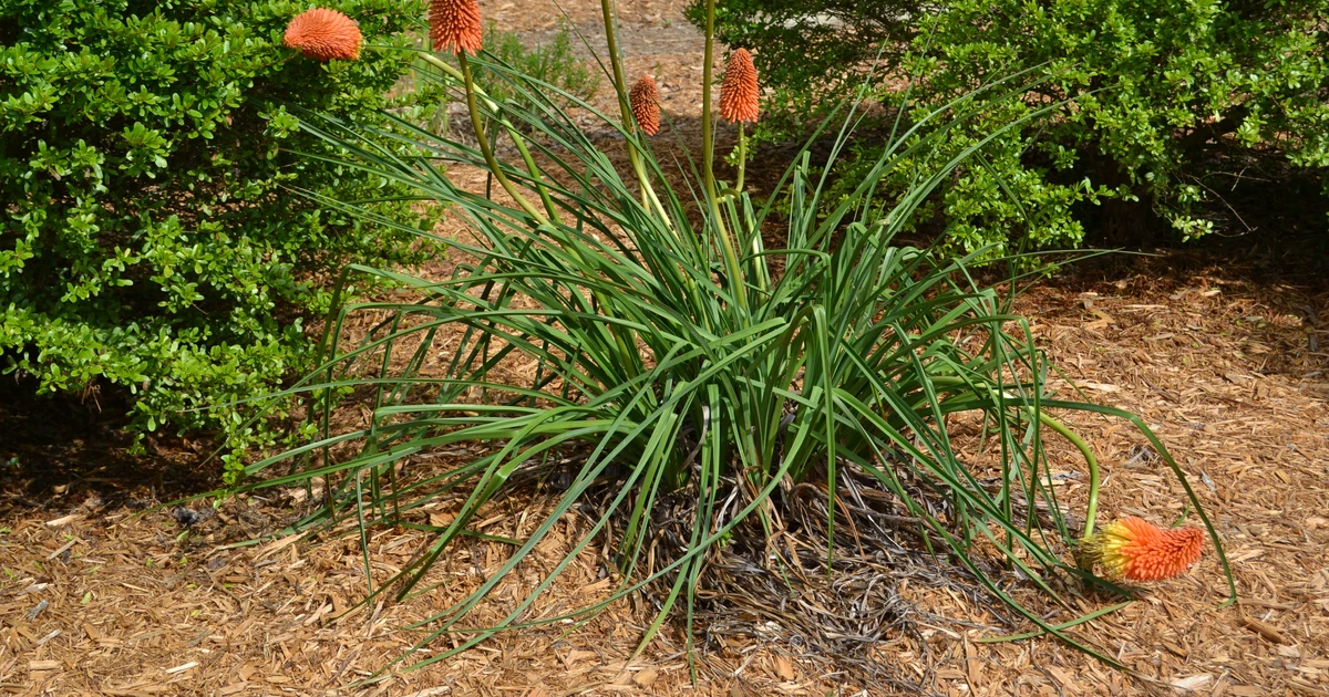 Top 5 Methods To Grow Red Hot Poker Plant: Growth & Cultivation ...