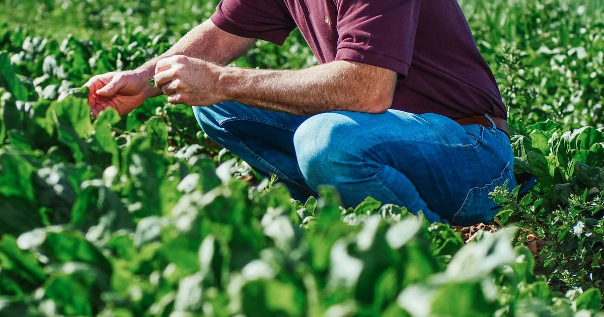 Drought And Heat Stress - Managing Crop Production In Changing Climate