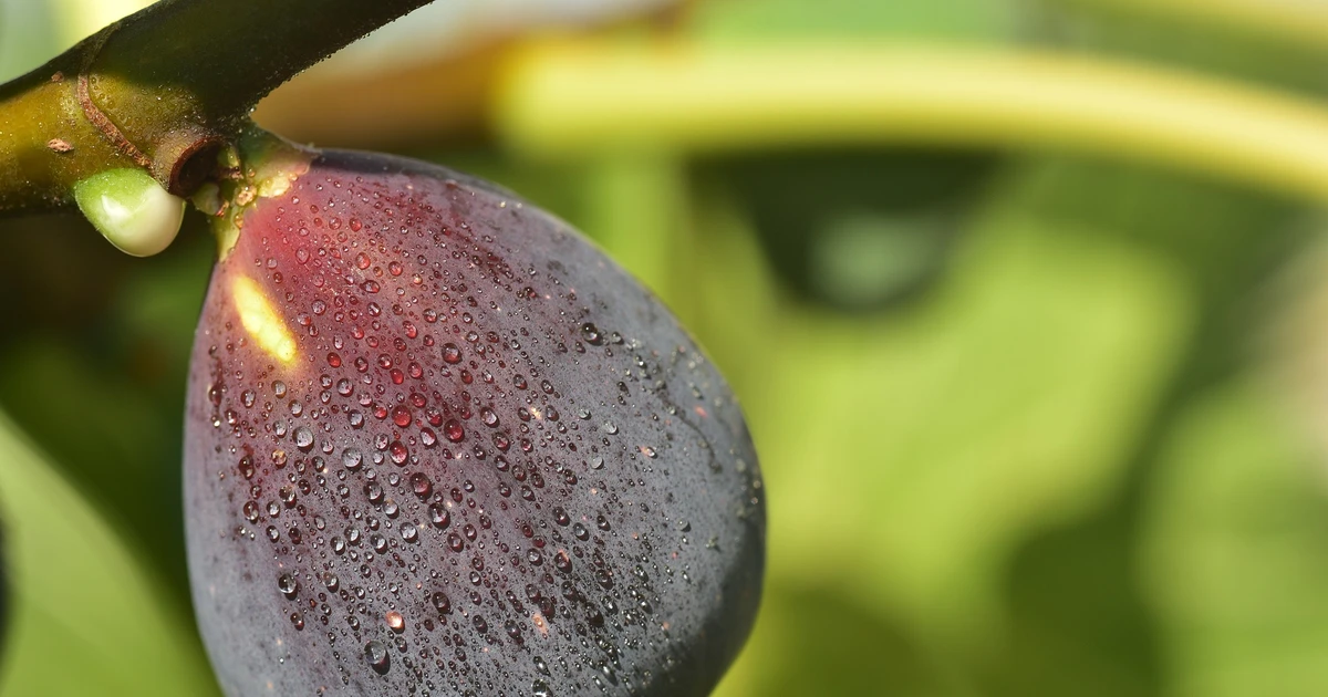 Fruit Names With The Letter F