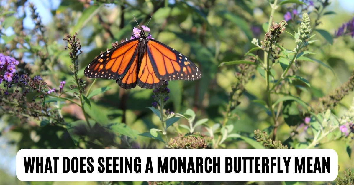 What Does Seeing A Monarch Butterfly Mean And Symbolism?