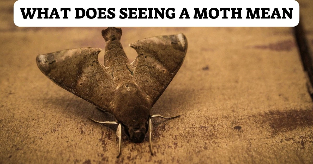 What Does Seeing A Moth Mean? Change, & Transformation