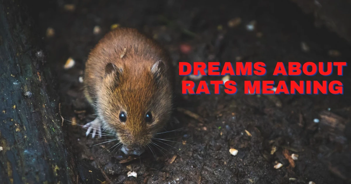 Dreams About Rats Meaning Can Represent Something Negative