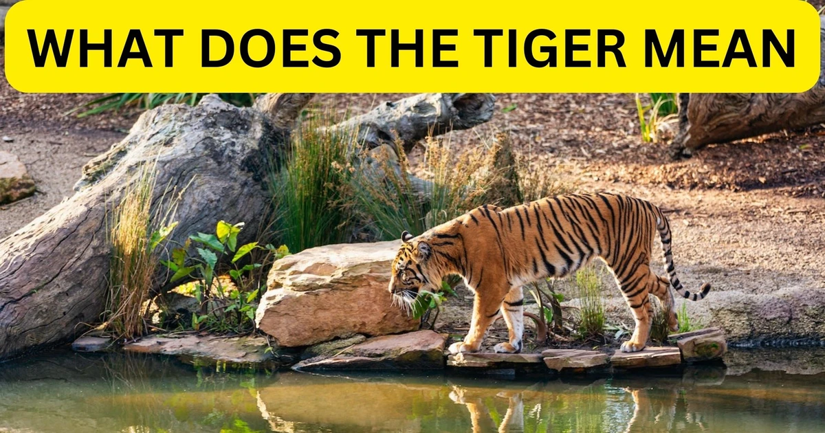 What Does The Tiger Mean? Power And Respect