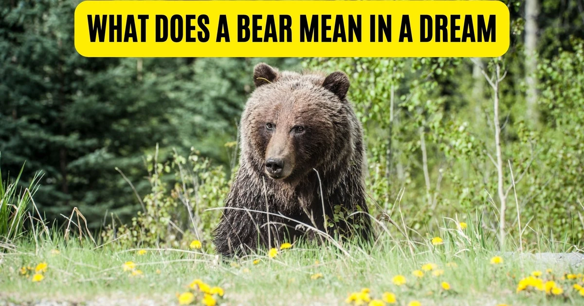 What Does A Bear Mean In A Dream? A Symbol Of Authority