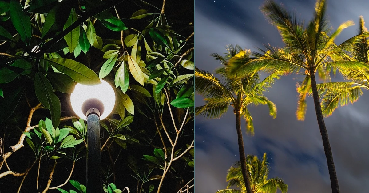 Light Pollution - Messing Up How Plants And Trees Grow