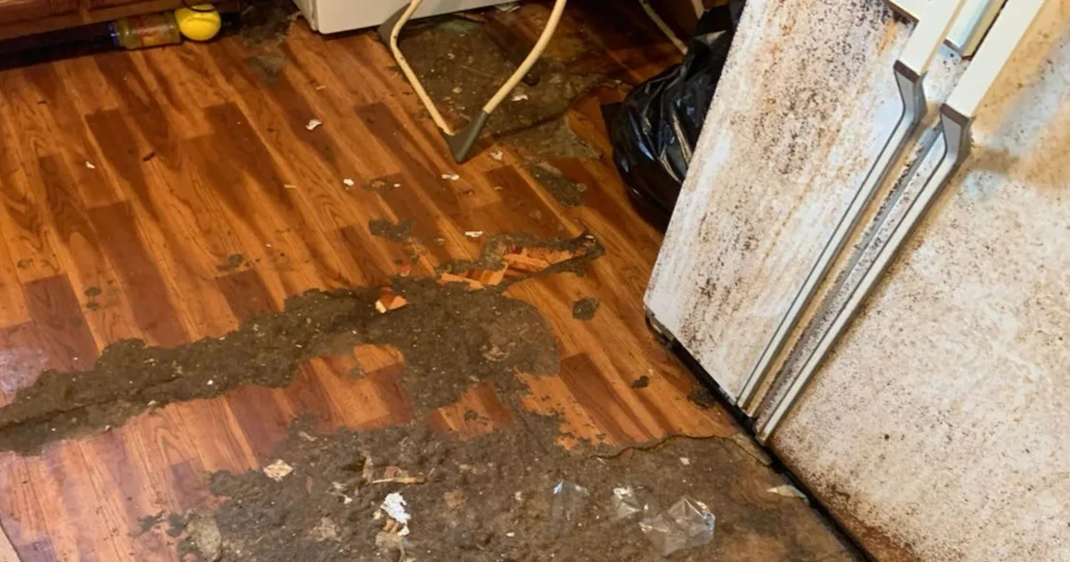 Dream About Poop On The Floor - Is It A Warning Sign