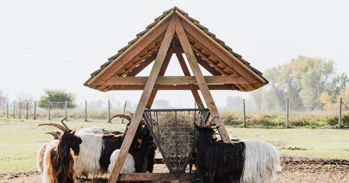 Automatic Feeders - A Guide To Easing Your Pet's Hunger