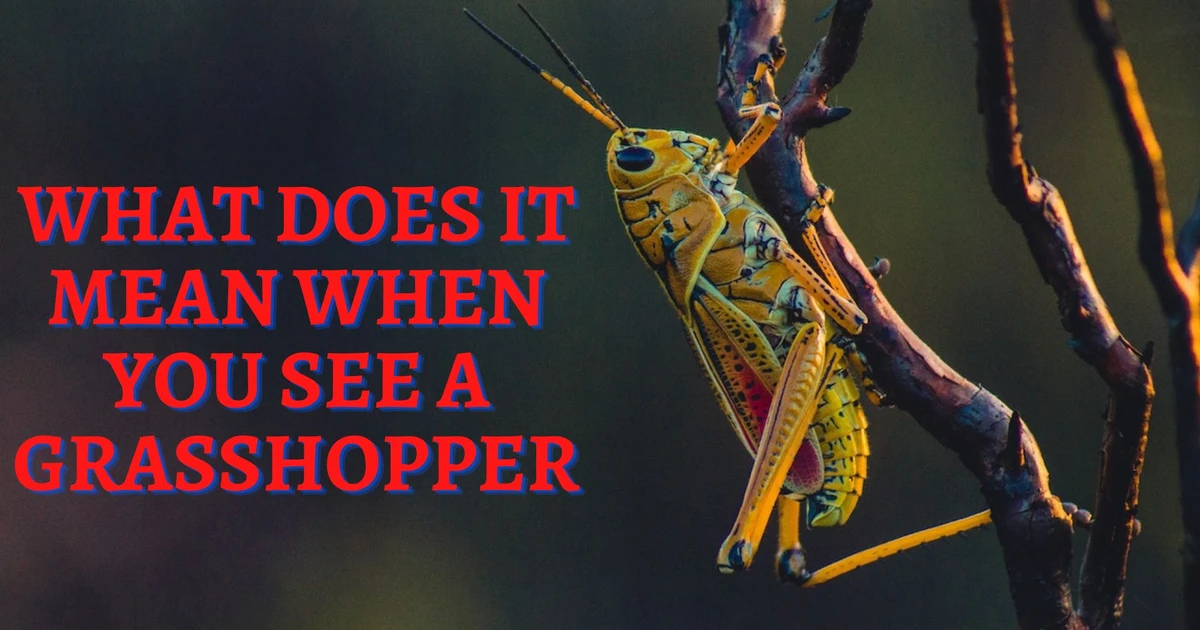 What Does It Mean When You See A Grasshopper?