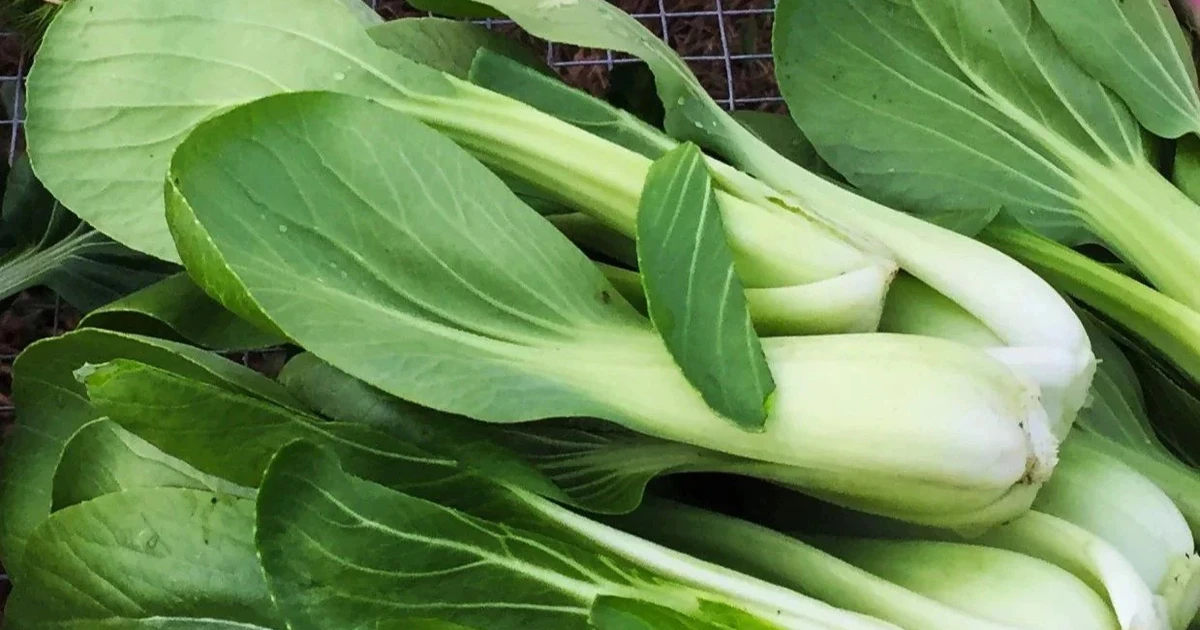 Baby Bok Choy Substitute - From Choy Sum To Kale