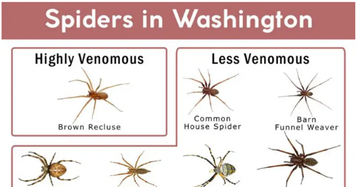 Spiders In Washington State - A Comprehensive Guide To Common Species