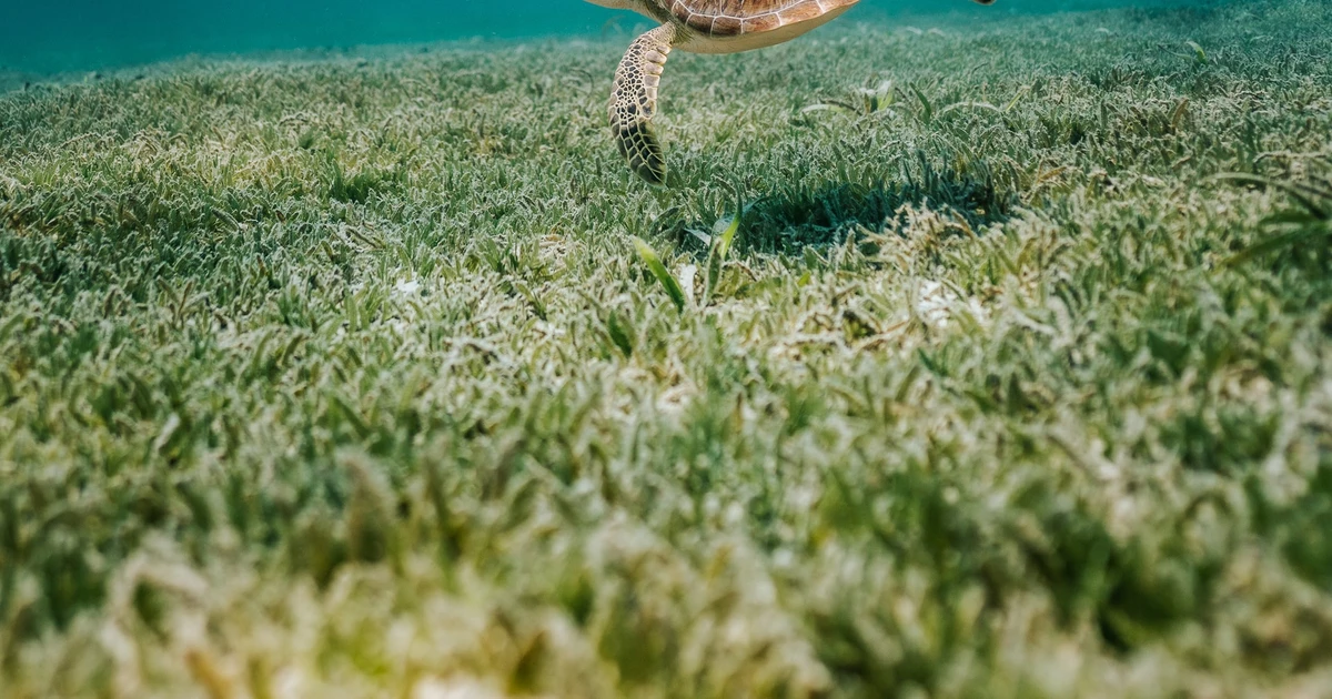 Why 99% Of Sea Turtles Now Give Birth To Female Offspring, New Research ...