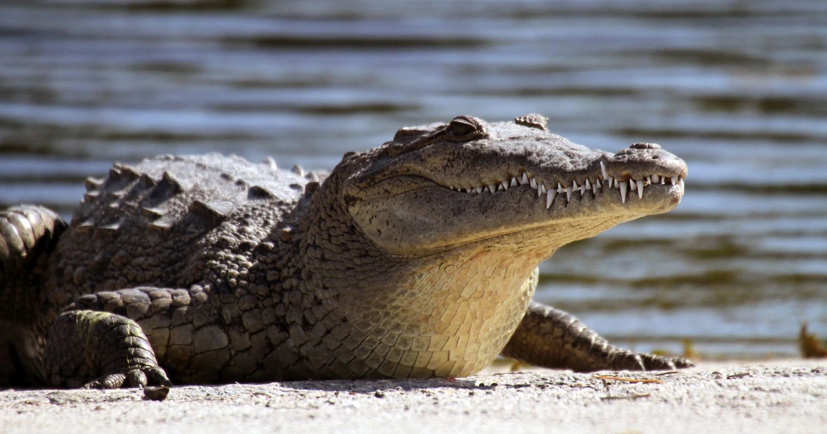 Female Crocodile Self-fertilizes And Becomes Pregnant