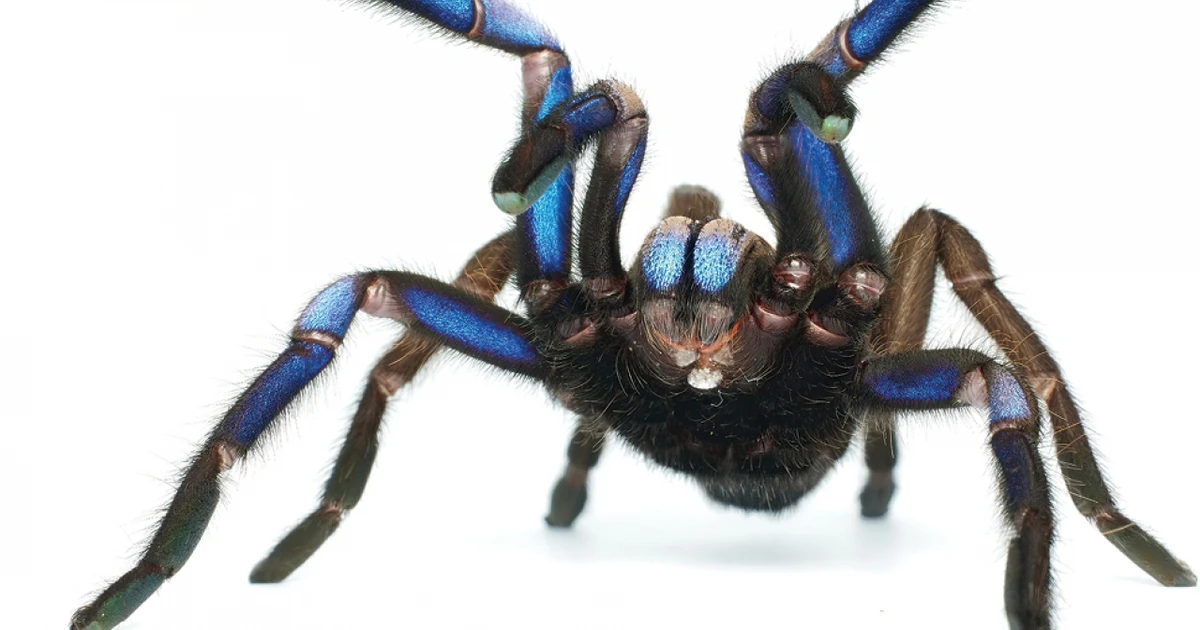 New Electrical Blue Tarantula And Unusual Eyelash Creature Discovered ...