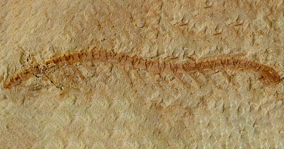 The Discovery Of The Oldest Fossilized Brain In The World Challenges ...