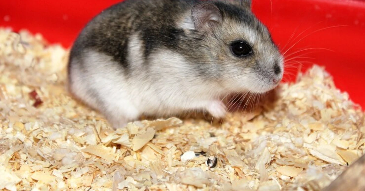 Lab Mice Fed Processed Foods Are More Susceptible To Influenza Than ...