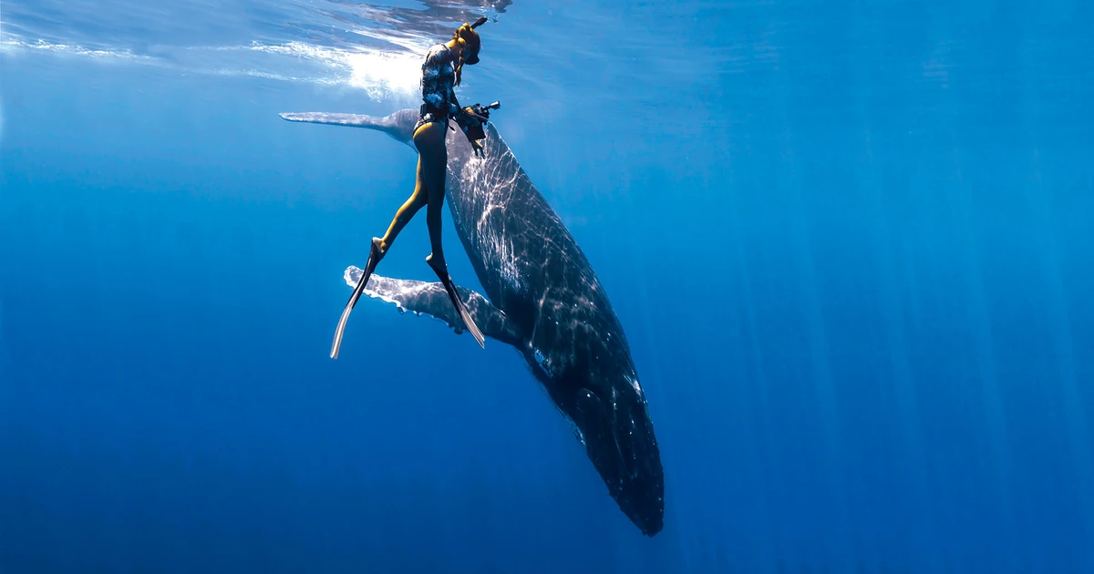 Breakthrough In Human-Whale Conversation May Aid Communication With Aliens