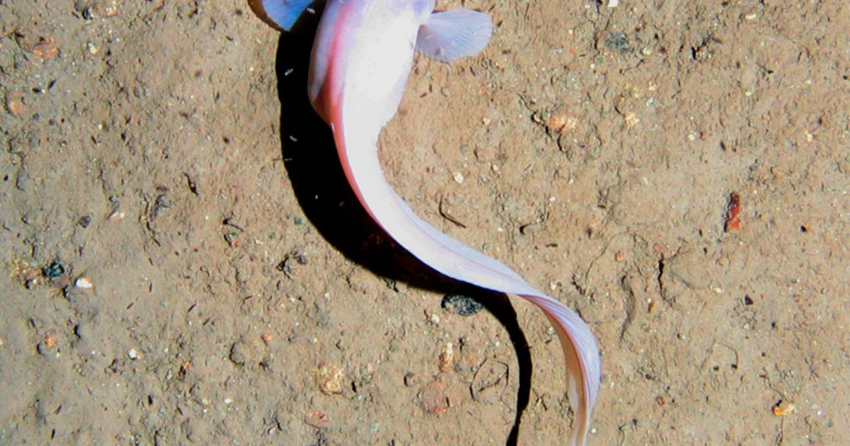 Deepest Fish Filmed Off Japan - A Milestone In Deep Sea Exploration