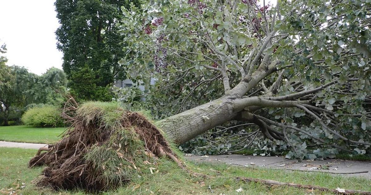 Fallen Tree Removal Cost - Factors, Estimates, And Considerations