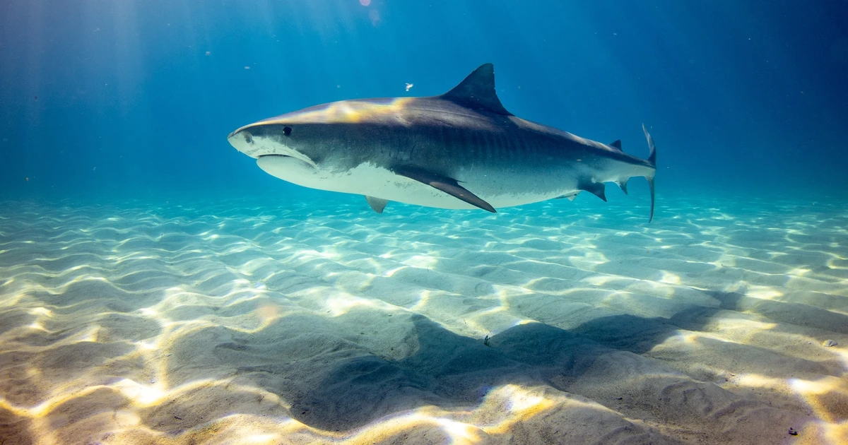 Scientists Discover The Largest Seagrass Prairie In The World With The ...