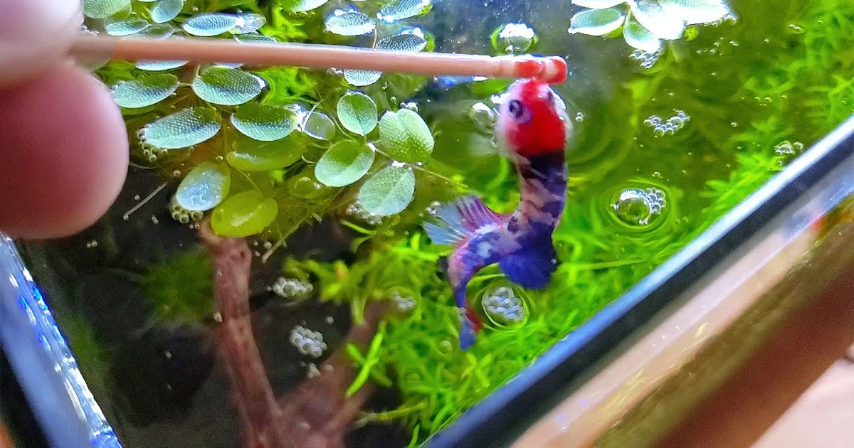 How To Feed Betta Fish? Ensuring Optimal Health And Happiness