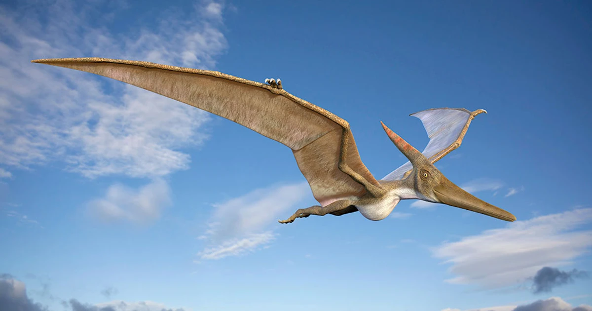 Pterosaur Bones Recovered In Australia Show The Oldest Flying Creature ...