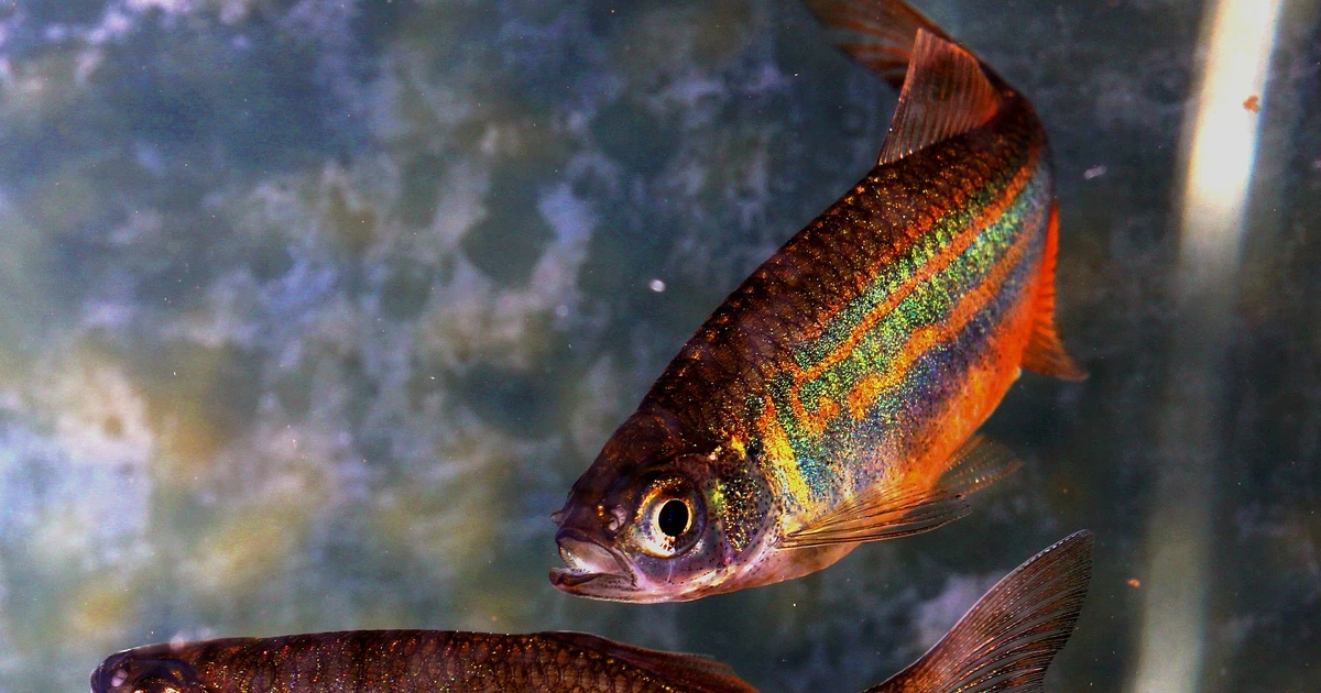 Meet A Rainbow Fish In Addition To 146 New Species Discovered In 2022