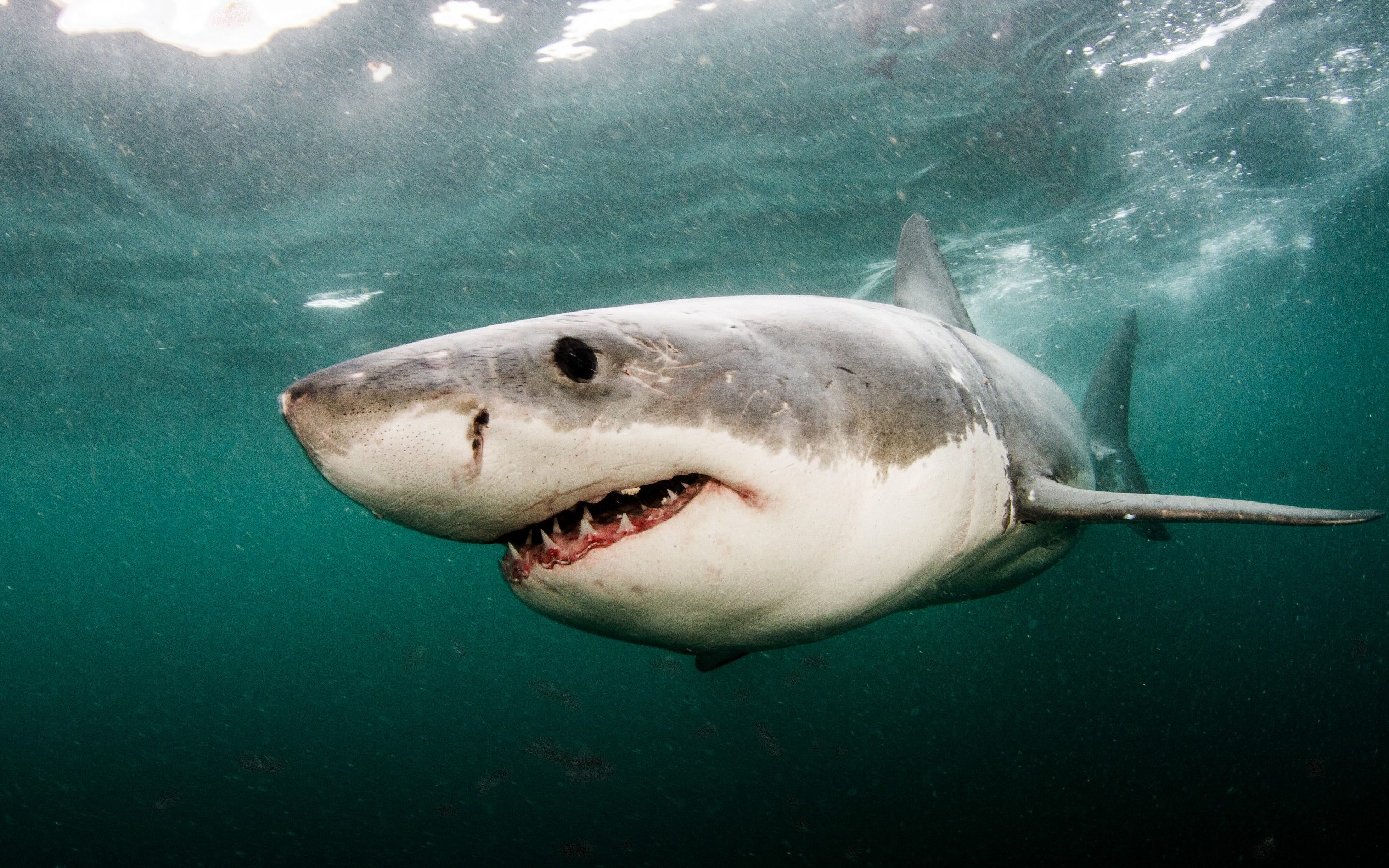 First-Ever Video Of Newborn Great White Shark Unveiled In A ...