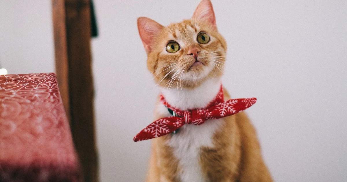 Homeopathy For Pets - Exploring Its Benefits And Risks