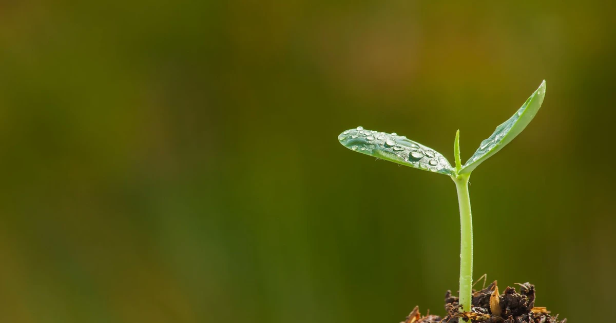 Top 10 Eco Friendly Living Tips For Greener Home