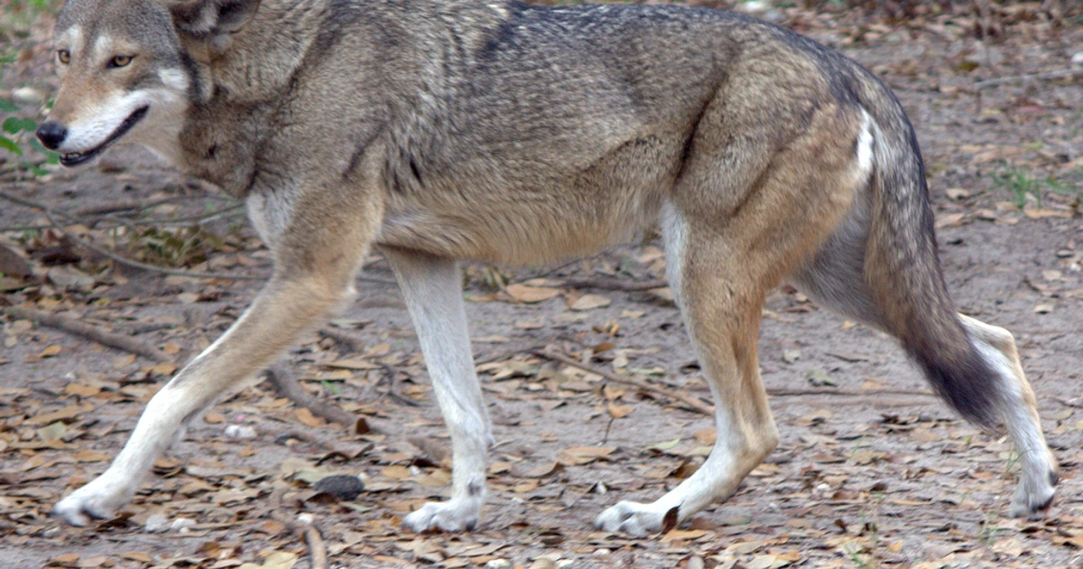 Ghost Wolves And Hidden DNA: How The Gulf Coast Canid Project Connects ...